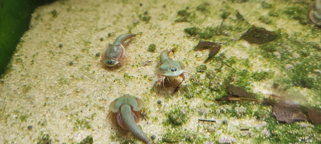 Triops Urzeitkrebse Mongolei Ansatz in guter Qualität