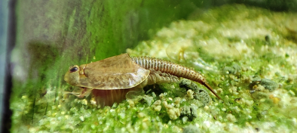 Triops longicaudatus Multicolor kaufen